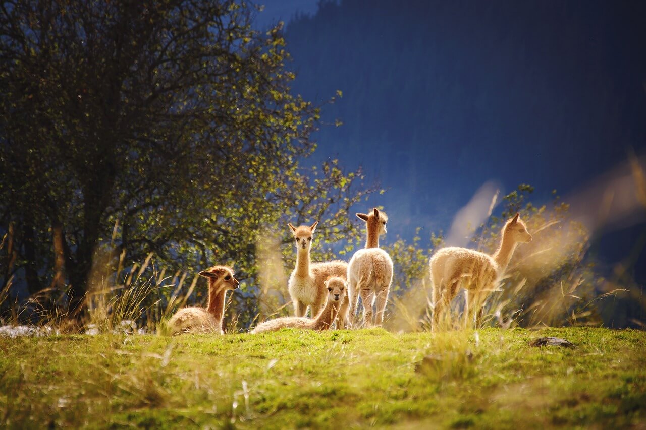 31 Alpaca Walks in Ireland For Kids And Adults! - An Irish Rover