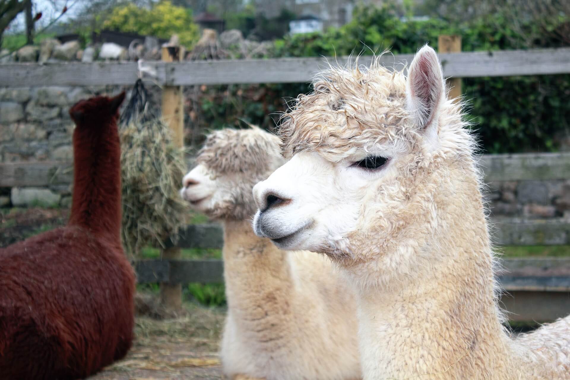 31 Alpaca Walks Ireland For Kids And Adults! [2023] - An Irish Rover
